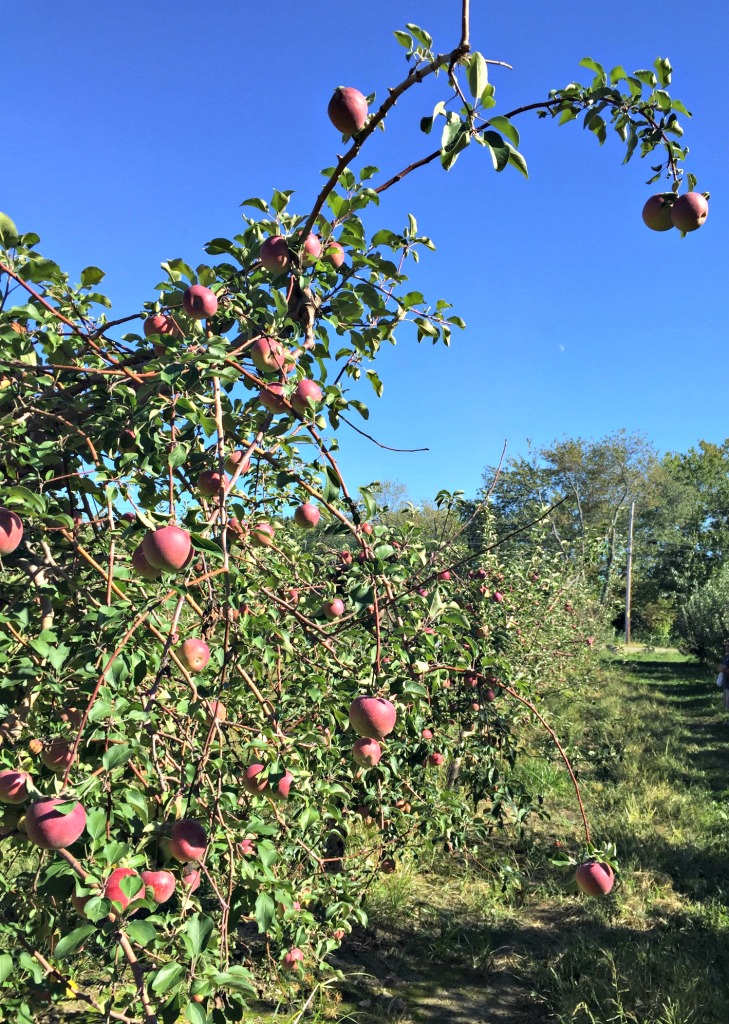 New England Salted Caramel Baked Apple Recipe - The Daily Adventures of Me