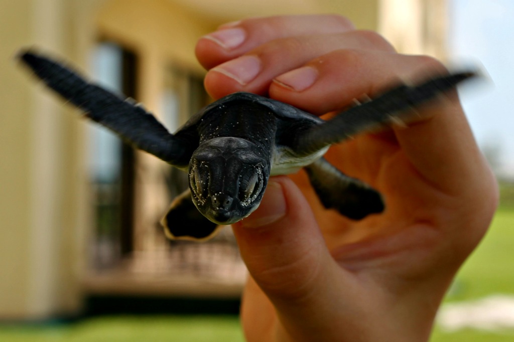 Safely Interacting with Sea Turtles Around Cancun and The Riviera Maya ...