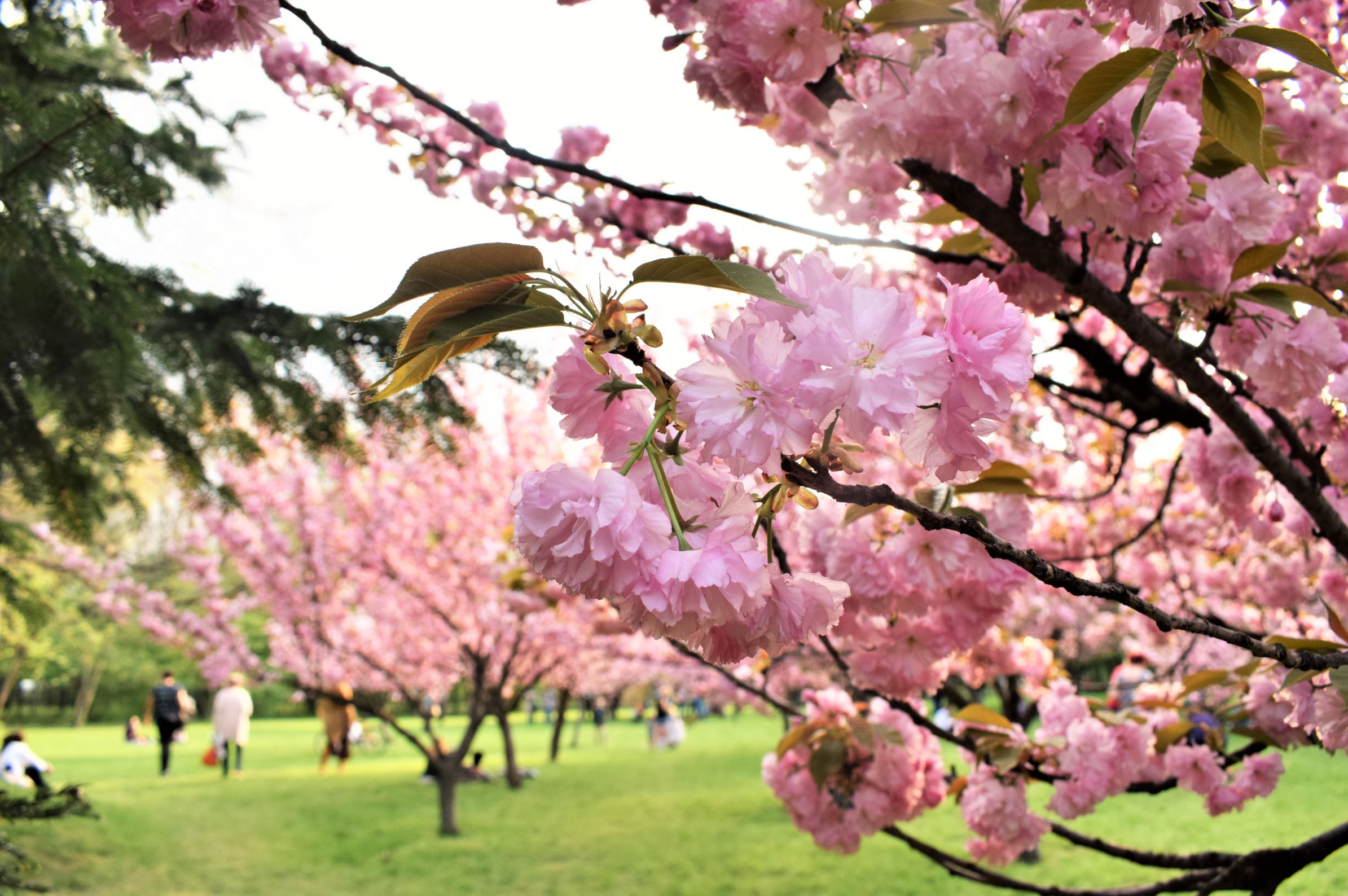 Where to See Cherry Trees in Spring Around the World- The Daily ...