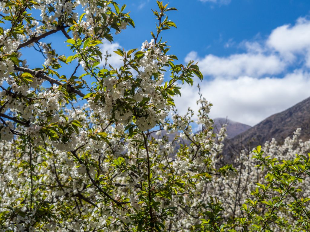 Where to See Cherry Trees in Spring Around the World- The Daily ...