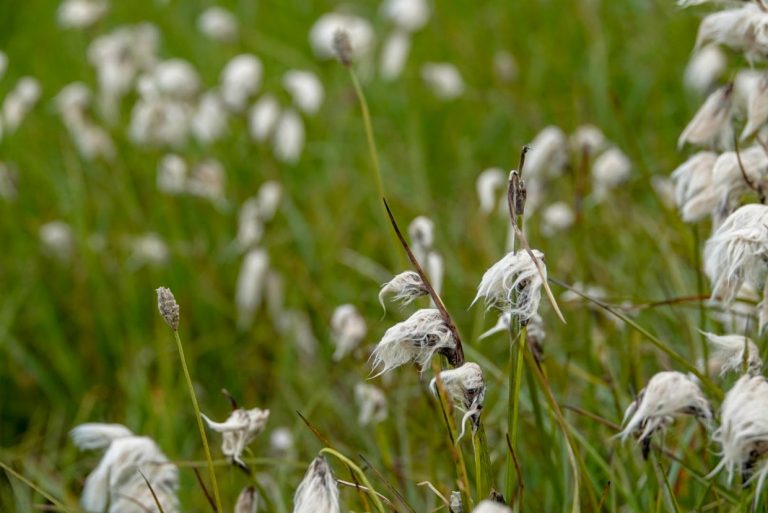 Things to do in Barrow, Alaska (Utqiagvik): A Trip to the Top of the ...