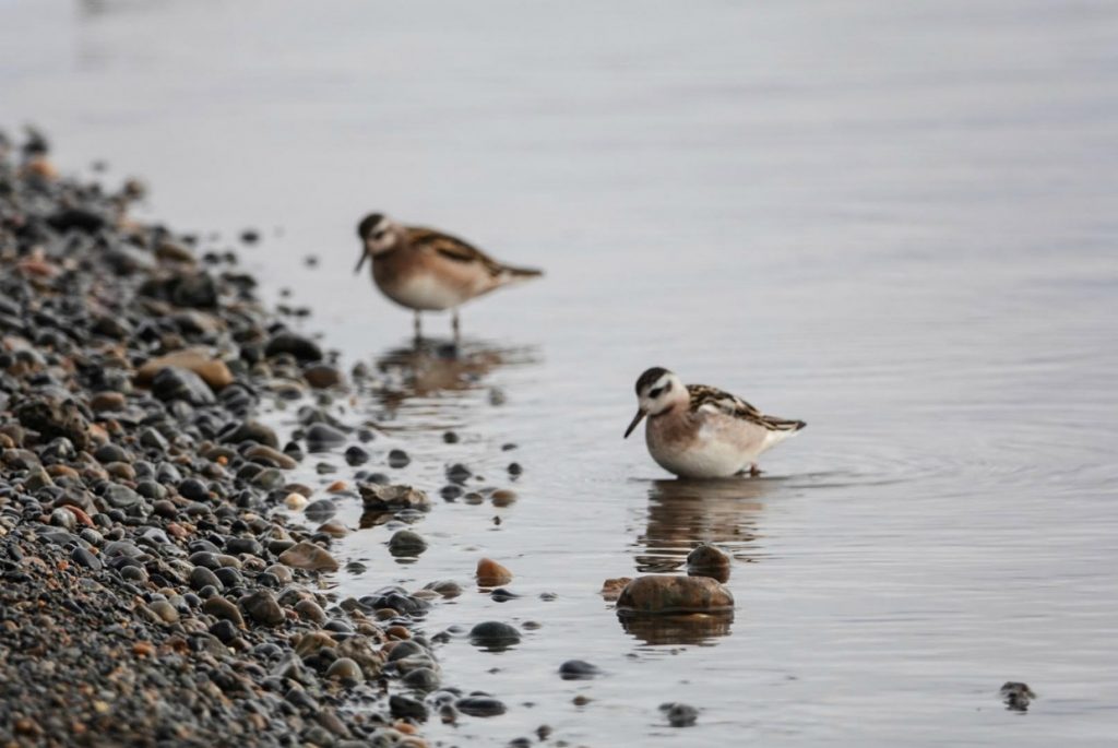 Things to do in Barrow, Alaska (Utqiagvik): A Trip to the Top of the ...