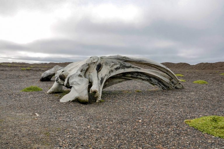 Things to do in Barrow, Alaska (Utqiagvik): A Trip to the Top of the ...