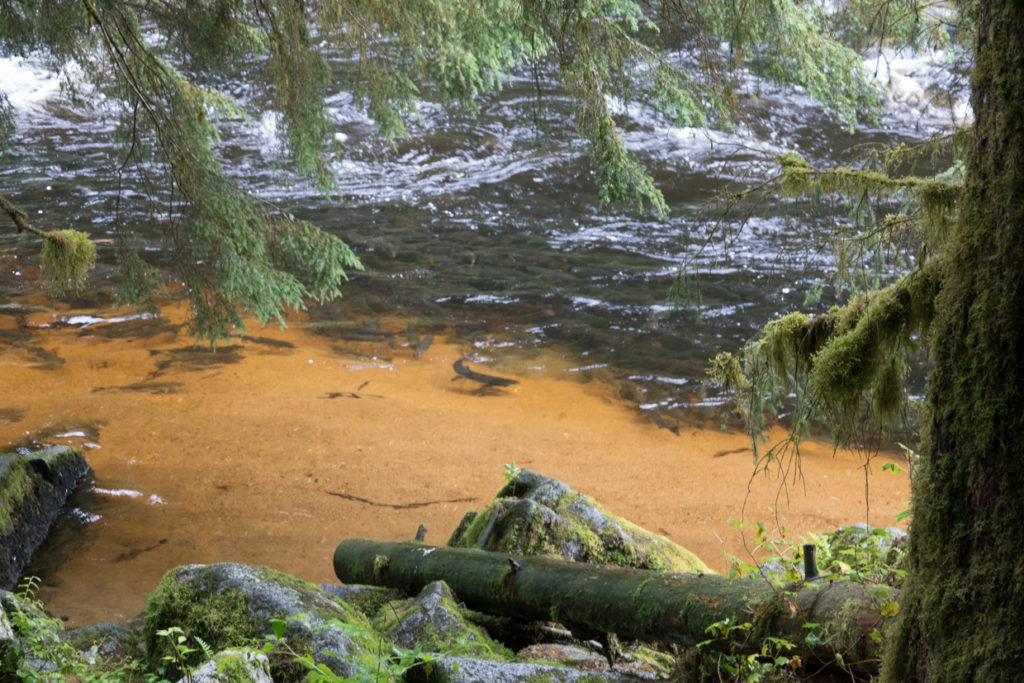 The Best Ways to See Animals in Alaska - The Daily Adventures of Me