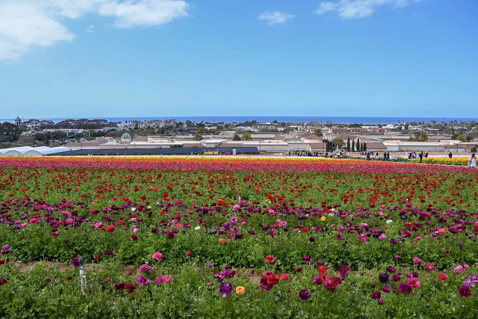 A Day at The Flower Fields in Carlsbad, California- A Photo Essay - The ...