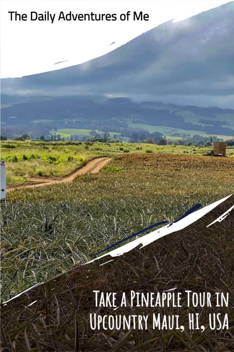 Maui Pineapple Tour - The Daily Adventures of Me