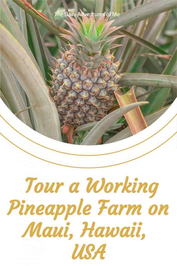 Maui Pineapple Tour - The Daily Adventures of Me