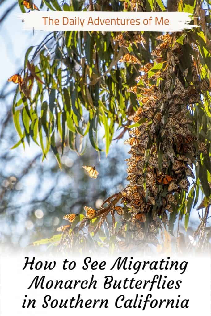 How to See Monarch Butterflies Near Santa Barbara, California - The ...