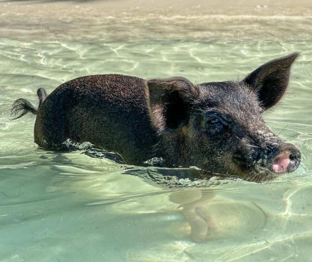 Adventures in The Bahamas and How I Did My Best at Making Lemonade from ...