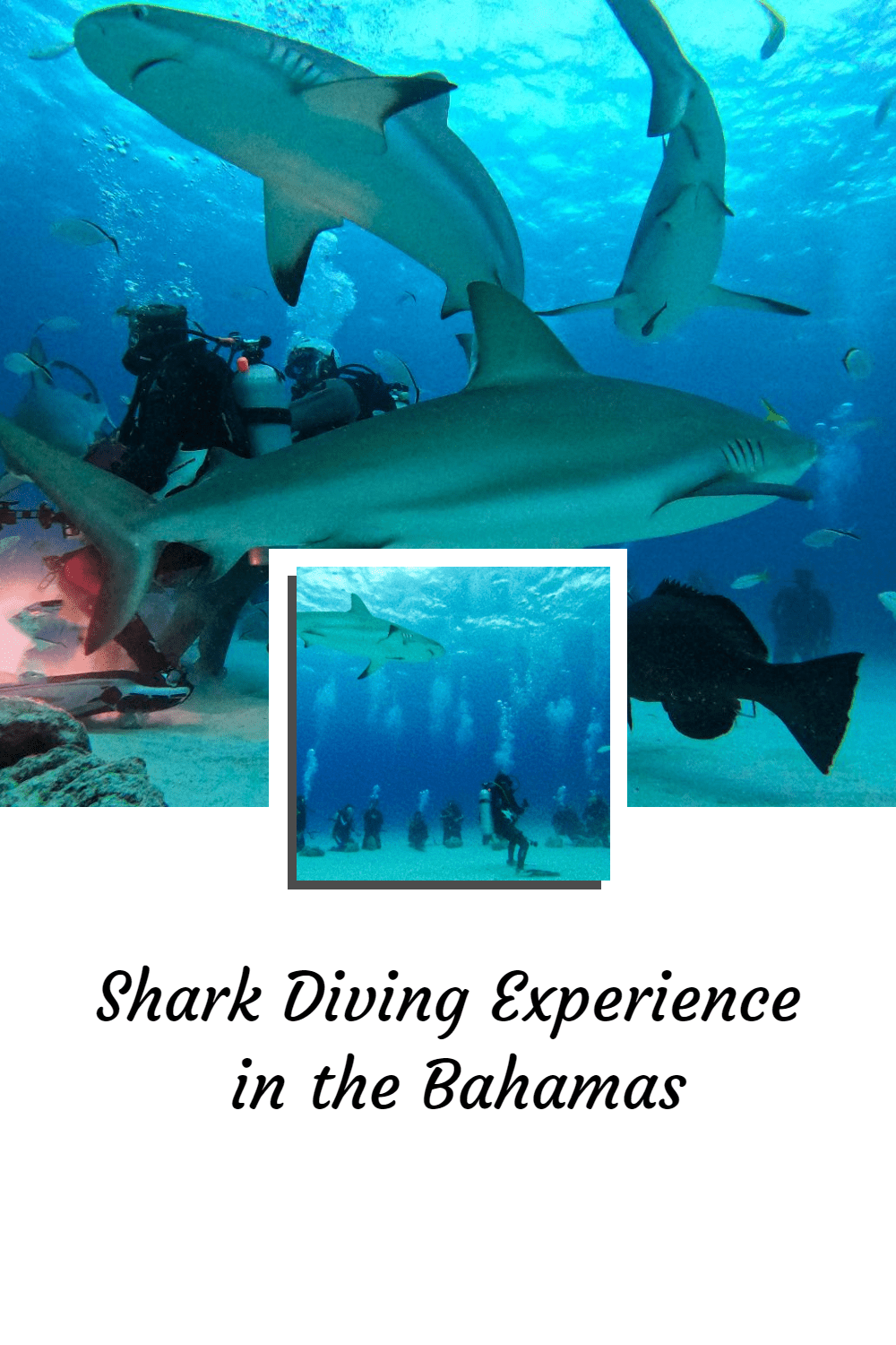 What is it Like to Go Shark Diving in the Bahamas - The Daily ...
