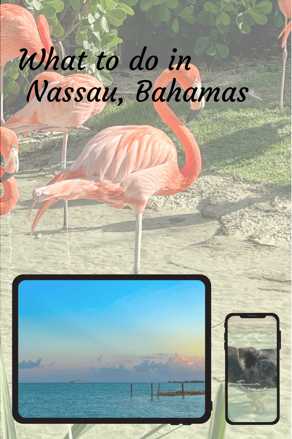 Adventures in The Bahamas and How I Did My Best at Making Lemonade from ...