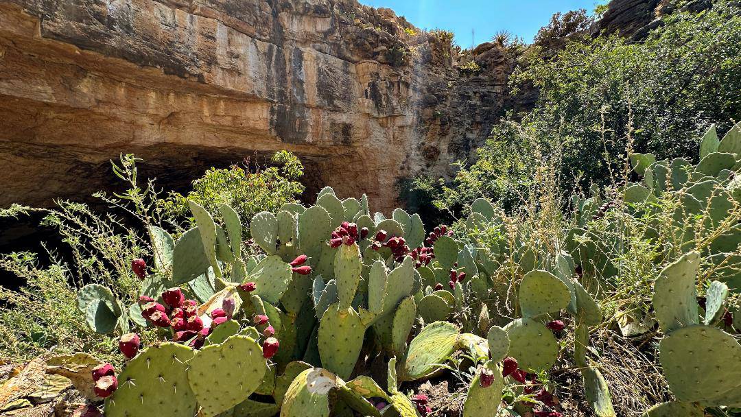 One Day at Carlsbad Caverns National Park, New Mexico - The Daily ...